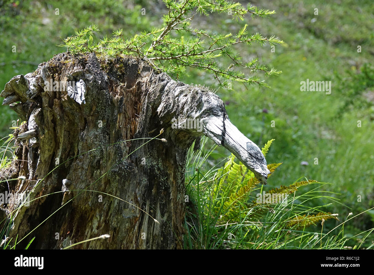 Rotting Tree Stump In The Shape Of A Raptor Bird With Newly Sprouting ...