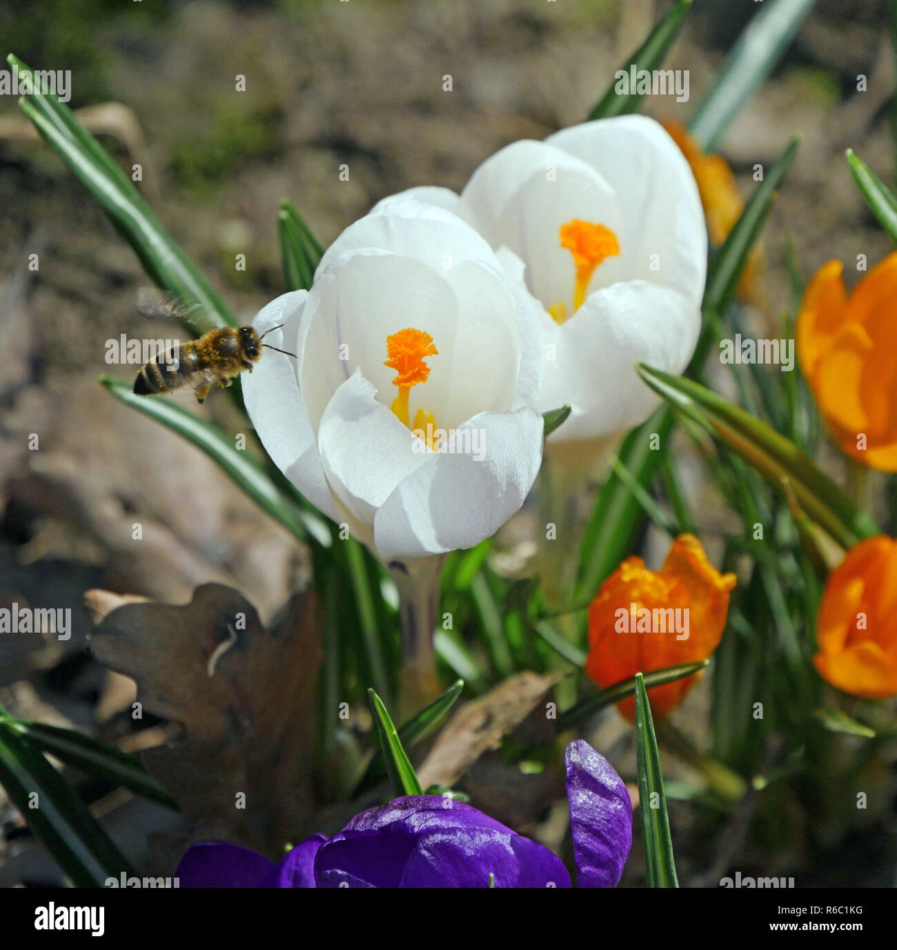 Bee Flying To A Crocus Stock Photo - Alamy