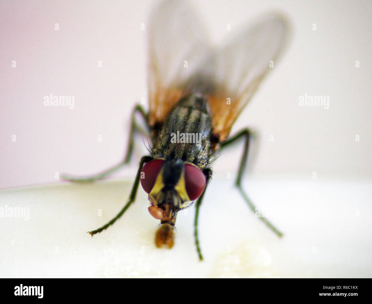 Gray Meat Fly Sarcophaga Carnaria Drinks Stock Photo - Alamy