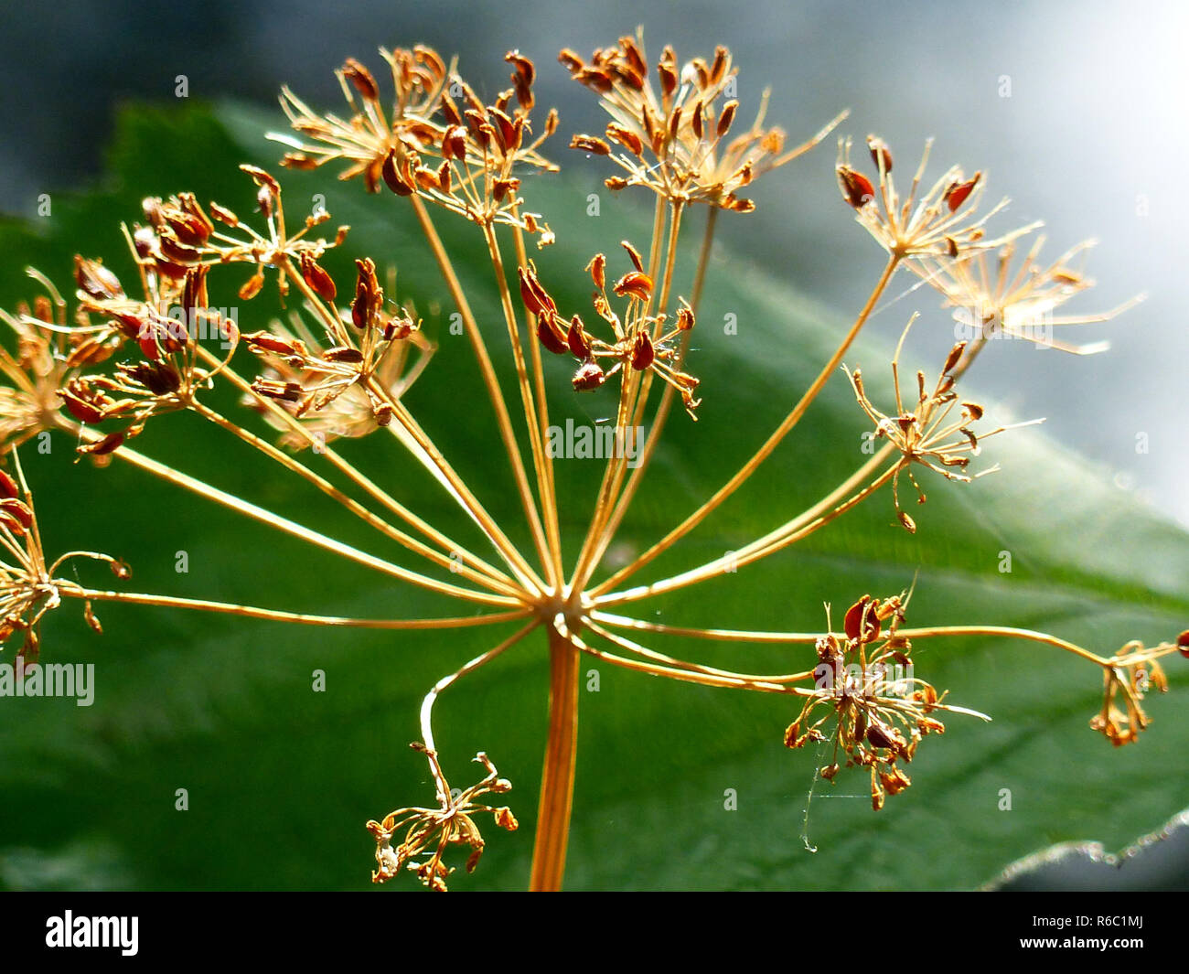 Umbelliferae Seedling, Beauty In The Transient Stock Photo - Alamy