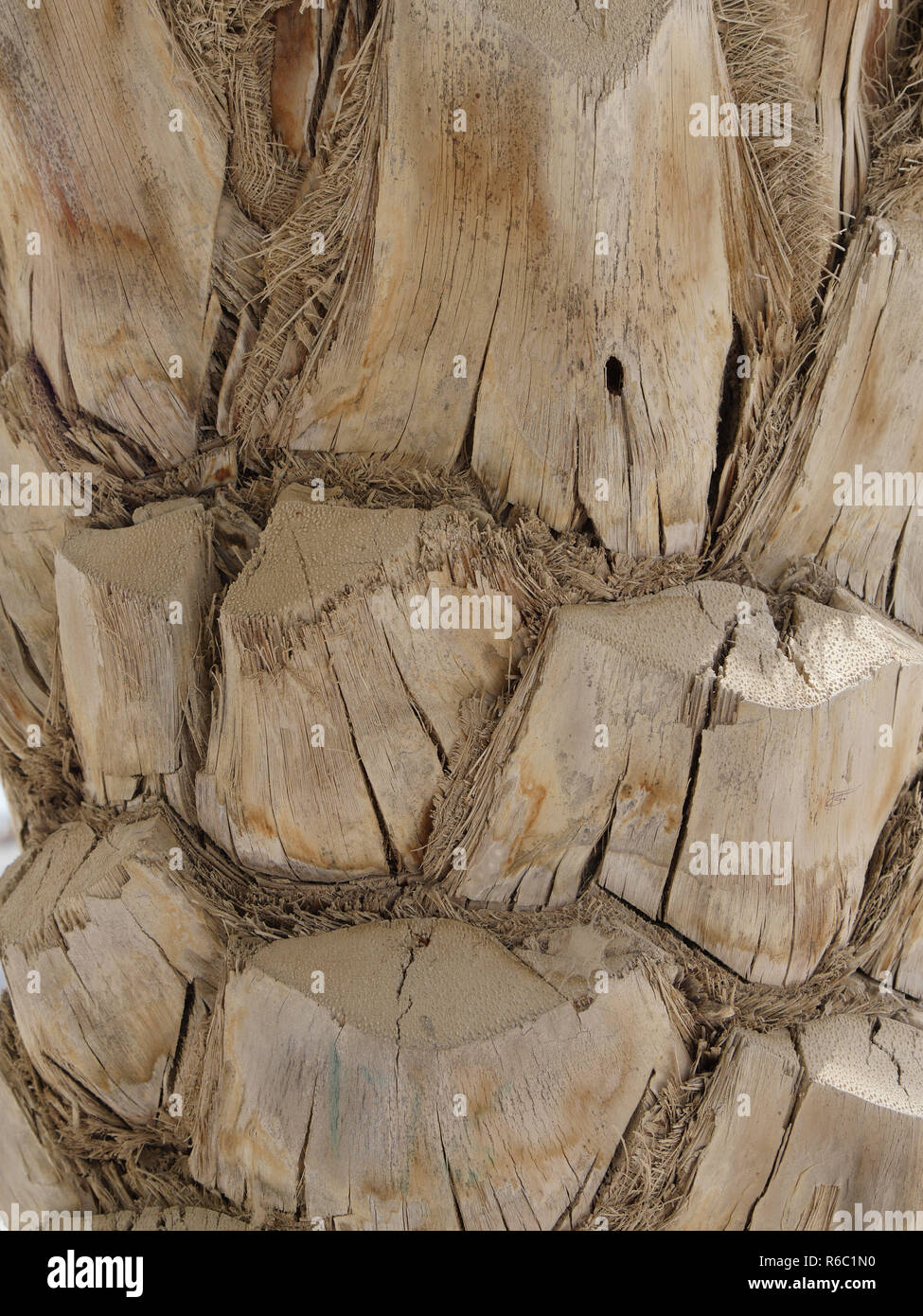 Palm tree trunks up close hi-res stock photography and images - Alamy