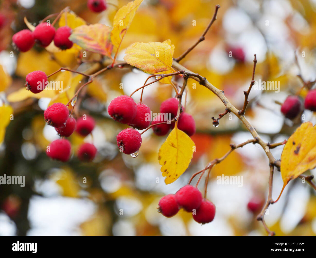 Branch With Red Berries Of Scarlet Hawthorn Crataegus Coccinea In ...