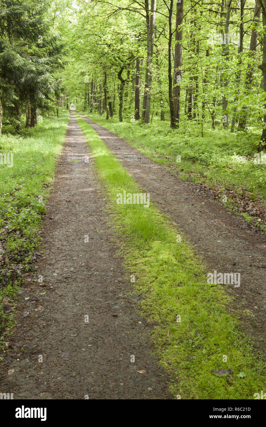 Long Forest Road With Traffic Lanes In The Sun Stock Photo - Alamy