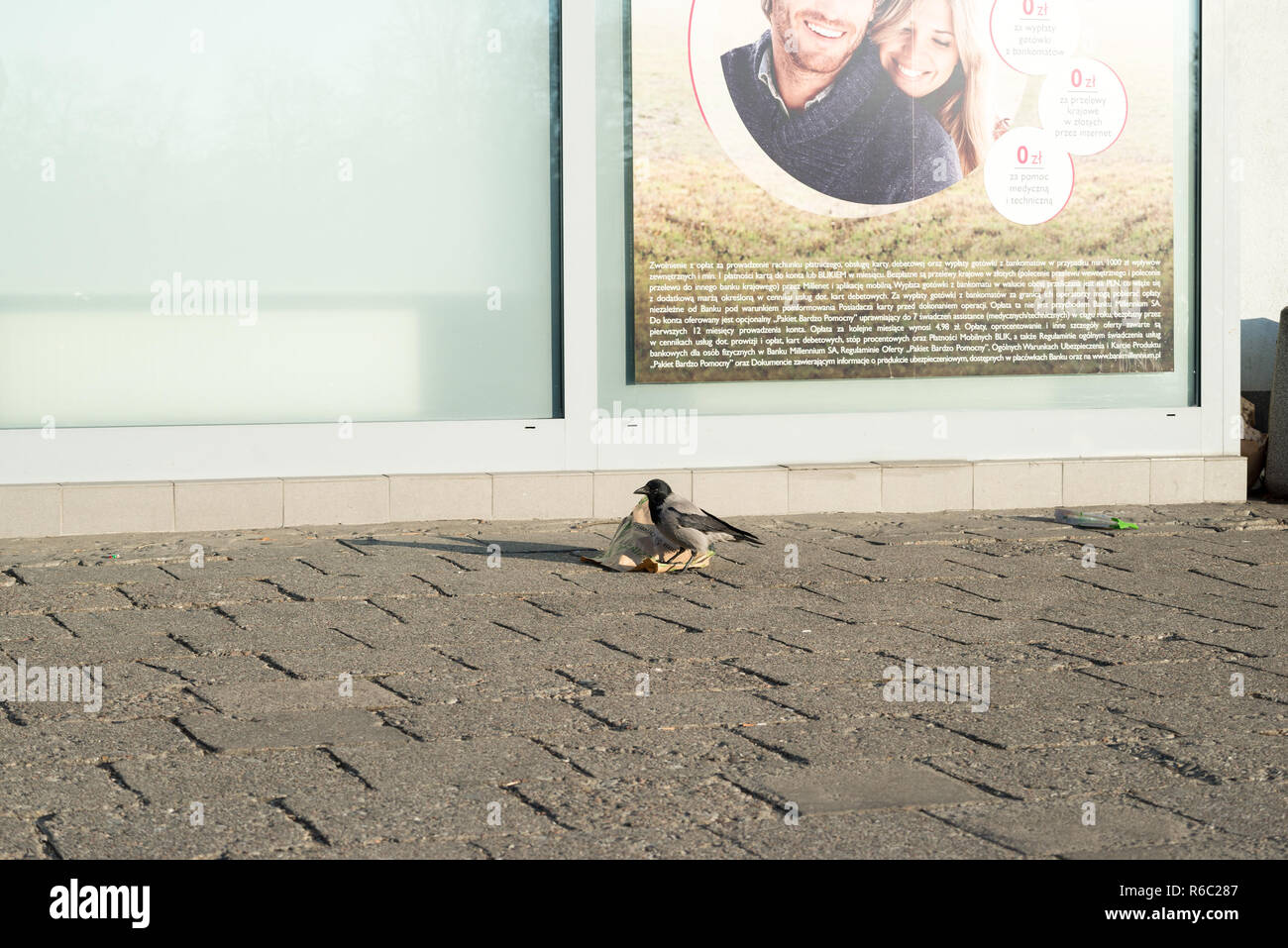 hooded crow searching for food Stock Photo - Alamy