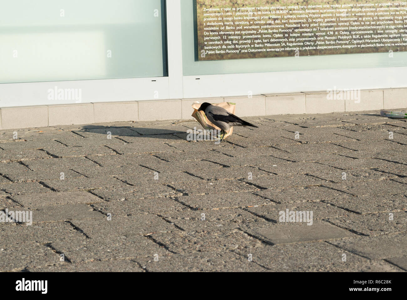 hooded crow searching for food Stock Photo - Alamy