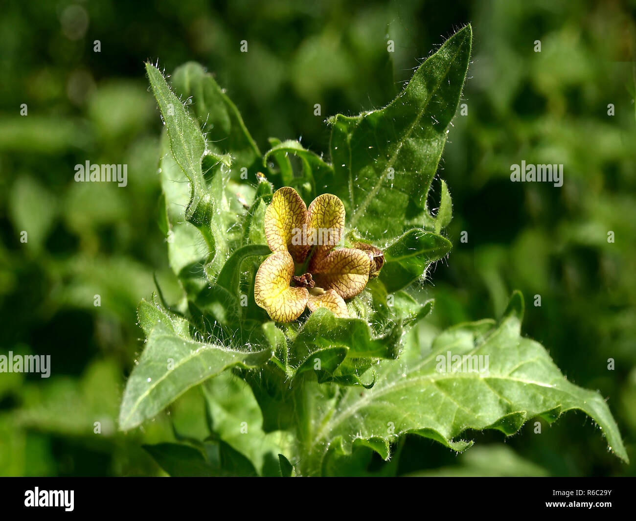 Black henbane hi-res stock photography and images - Alamy
