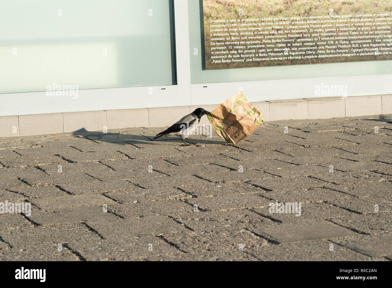 Hooded crow photograph hi-res stock photography and images - Alamy