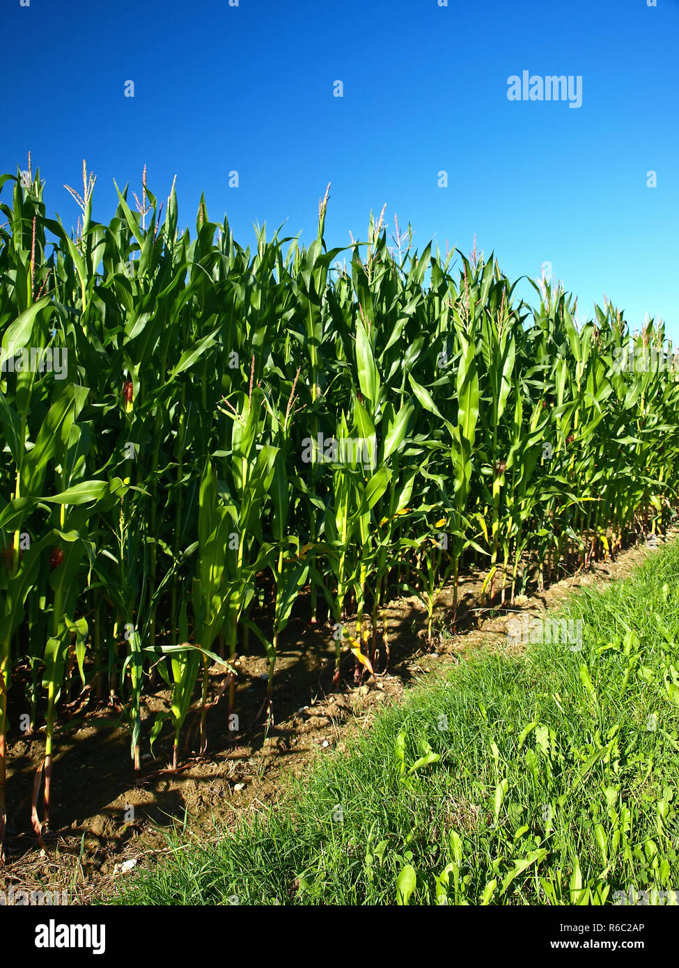 Unripe corn hi-res stock photography and images - Alamy