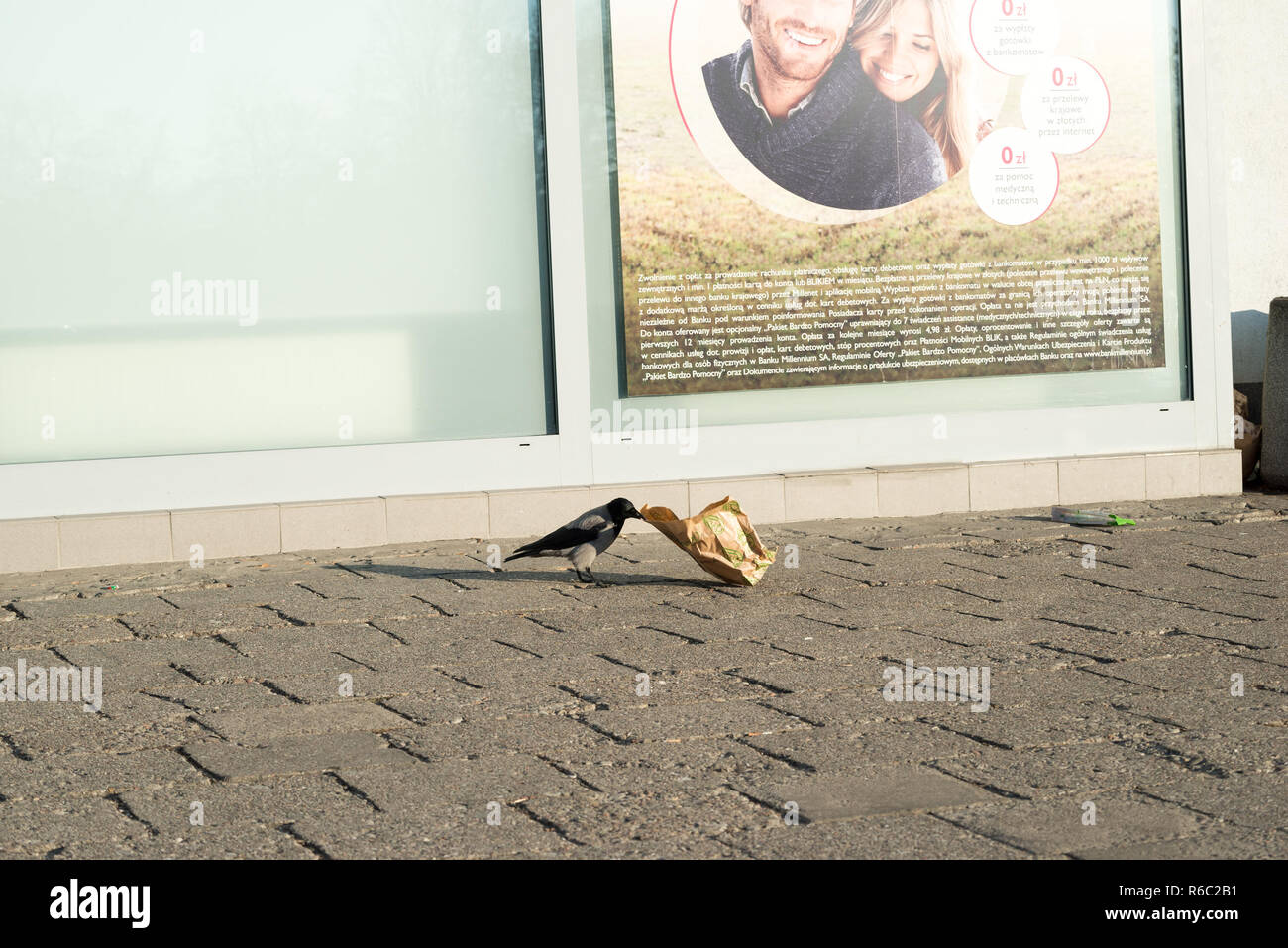hooded crow searching for food Stock Photo - Alamy