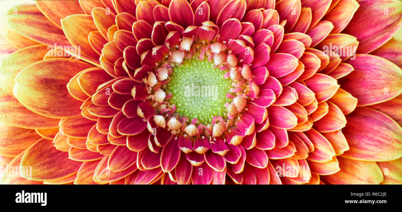 Close up photograph of Golden Chrysanthemum flower showing the stamen ...