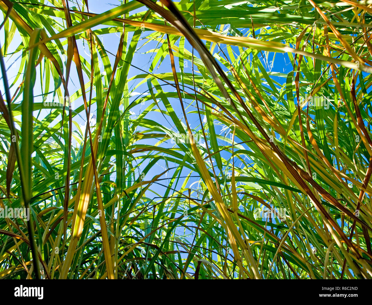 Biological compustible diesel energy extraction heating miscanthus ...