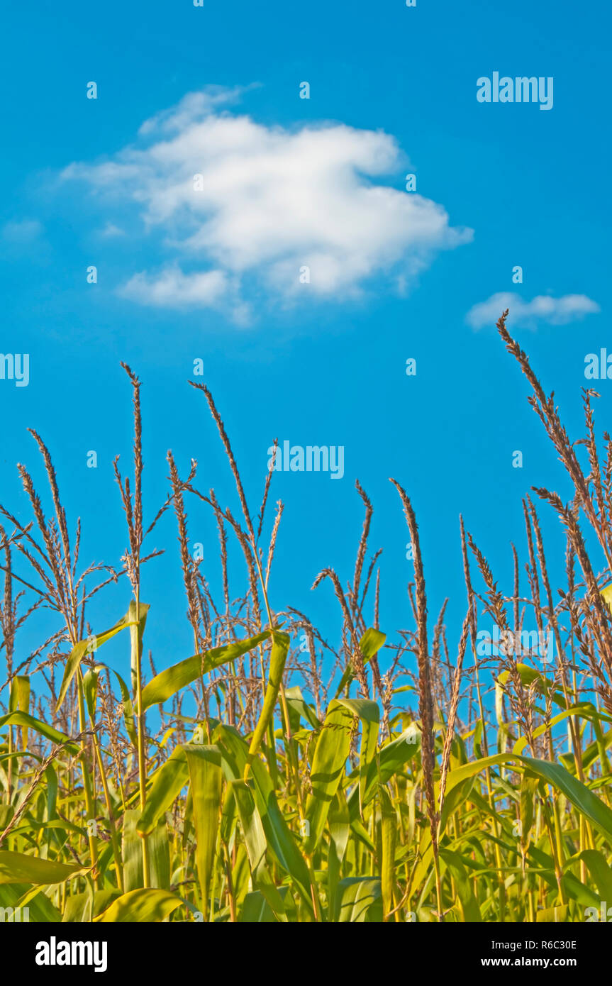 Corn Filed In Summer Stock Photo - Alamy