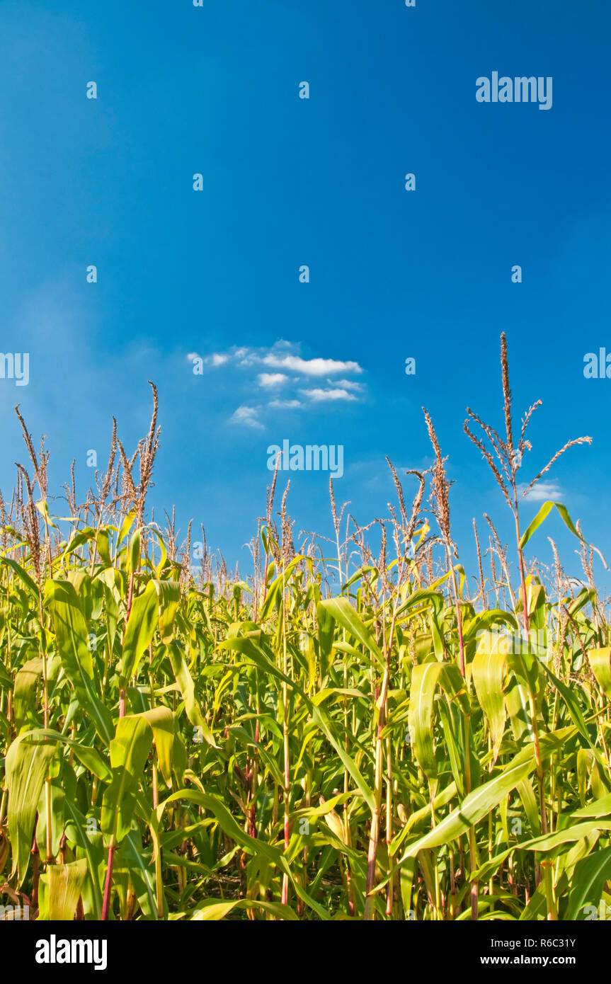 Corn Filed In Summer Stock Photo - Alamy