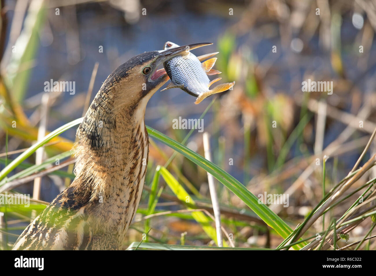 Bittern (Botaurus stellaris Stock Photo - Alamy