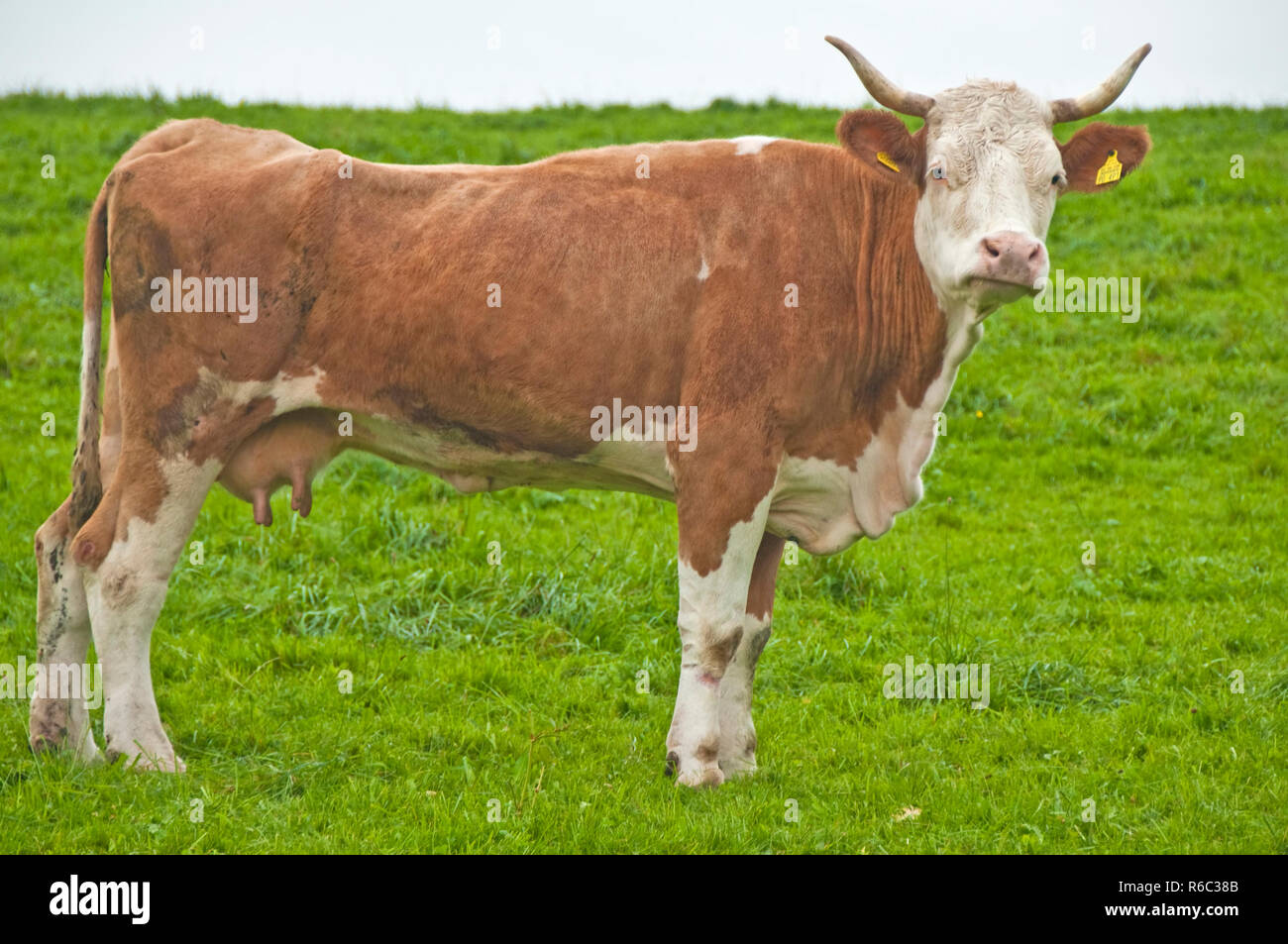 Gree range hi-res stock photography and images - Alamy