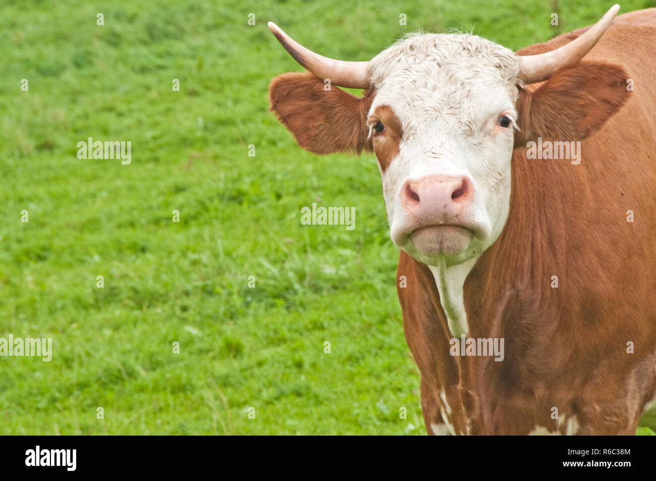 Serious cow hi-res stock photography and images - Alamy