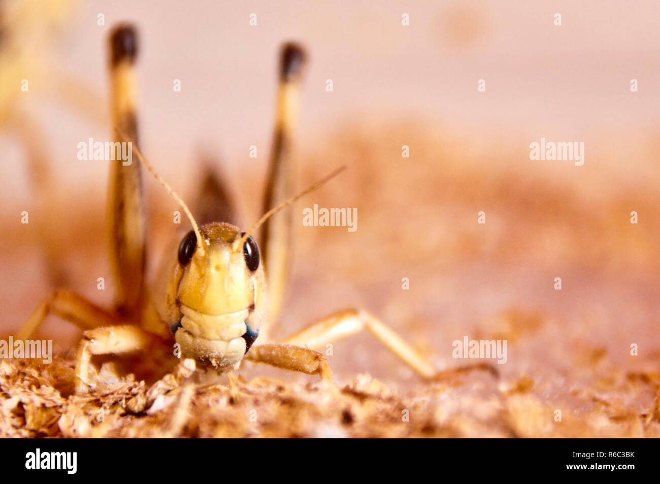 Locusta Migratoria Grasshopper High Resolution Stock Photography and ...