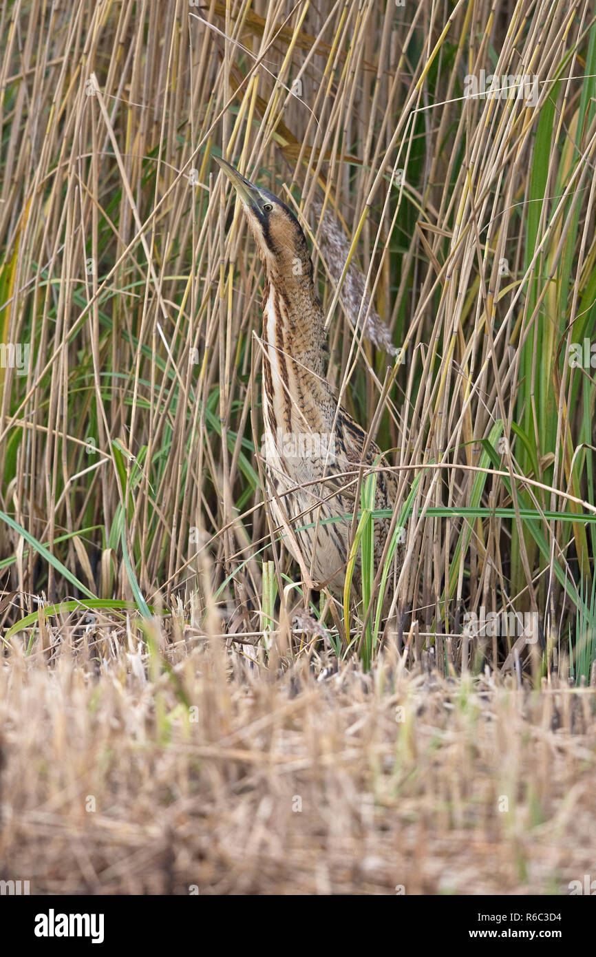 Bittern (Botaurus stellaris Stock Photo - Alamy