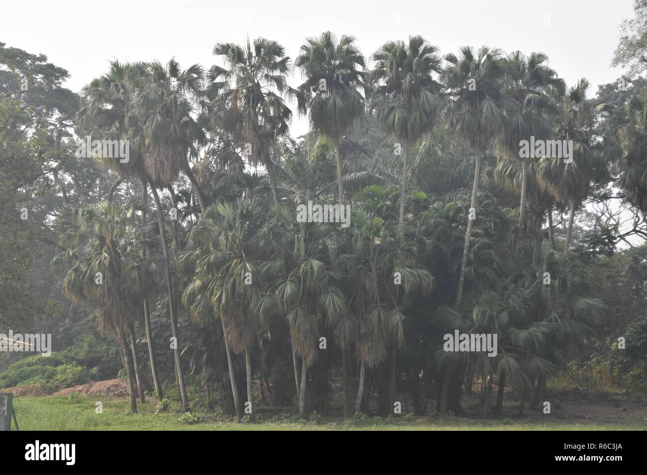 Beautiful tropical palm trees garden india hi-res stock photography and ...