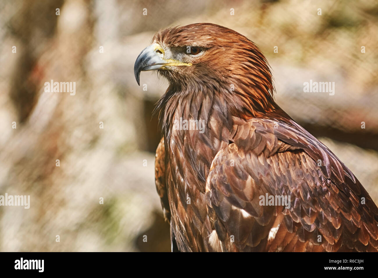 Sage eagle hi-res stock photography and images - Alamy