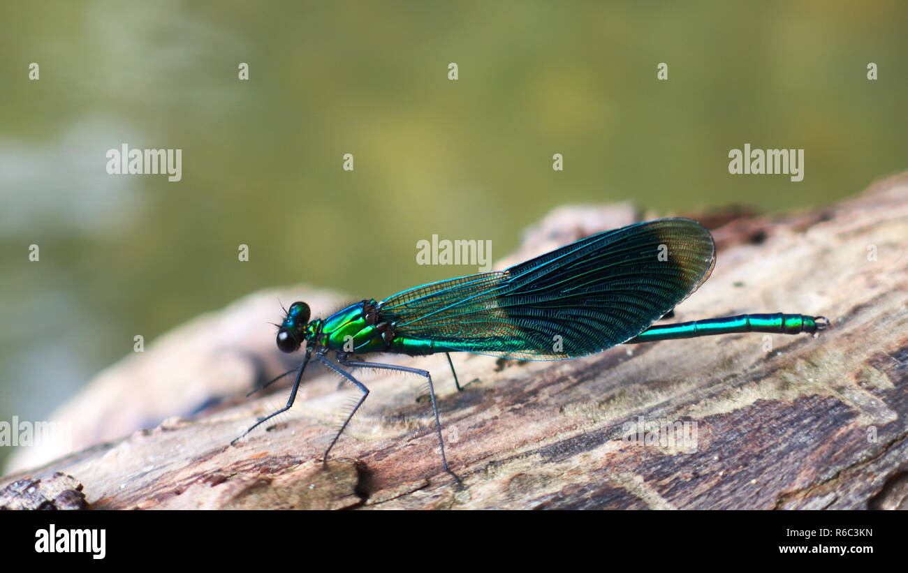 Dragonfly sits on green hi-res stock photography and images - Alamy