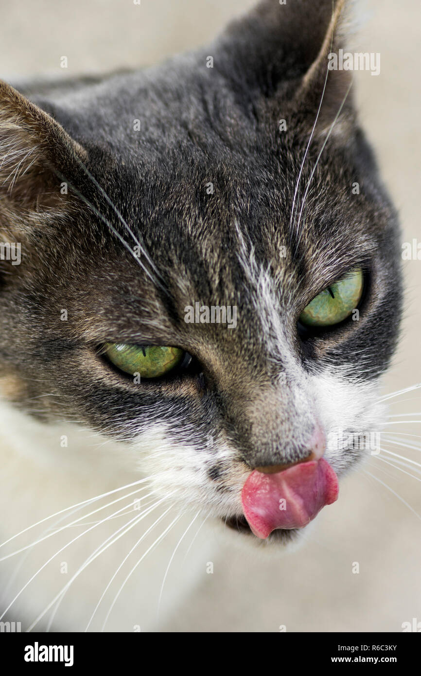 domestic cat animal portrait Stock Photo - Alamy
