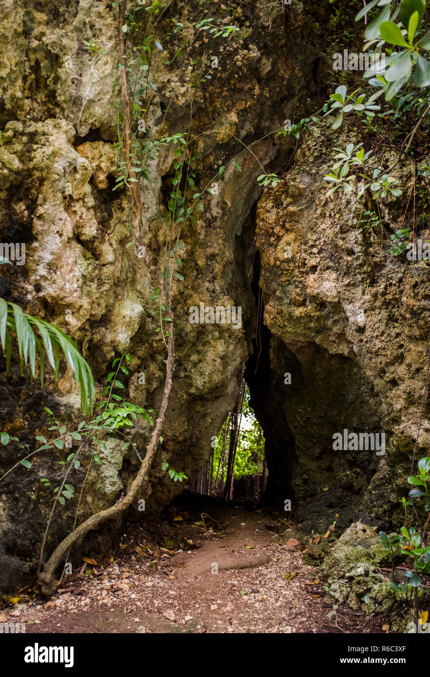 A walk through the lush jungle and limestone cliffs of Welchman Hall ...