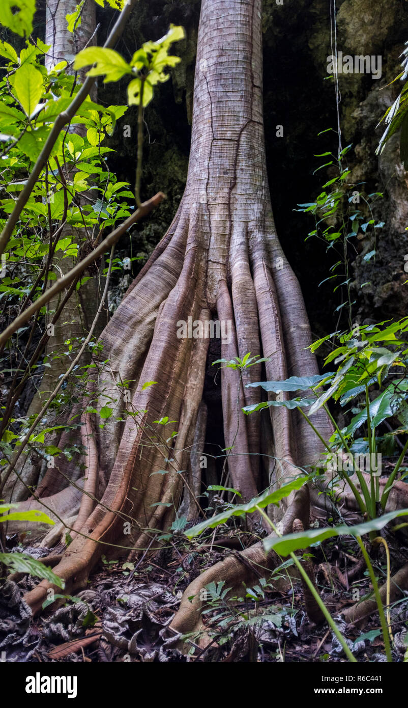 A walk through the lush jungle and limestone cliffs of Welchman Hall ...