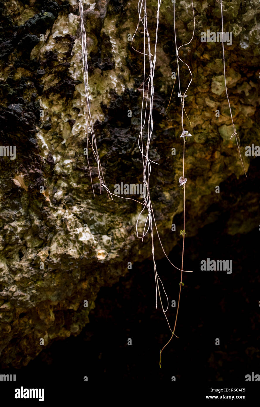 A walk through the lush jungle and limestone cliffs of Welchman Hall ...