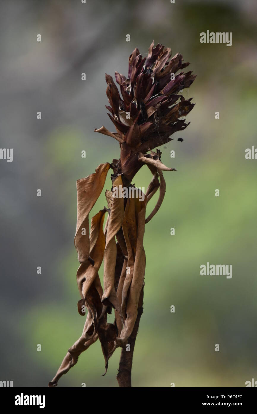 Dried tropical flower at the AJC Bose Indian Botanic Garden, Howrah ...