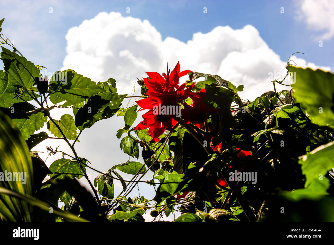 Greeny flower hi-res stock photography and images - Alamy