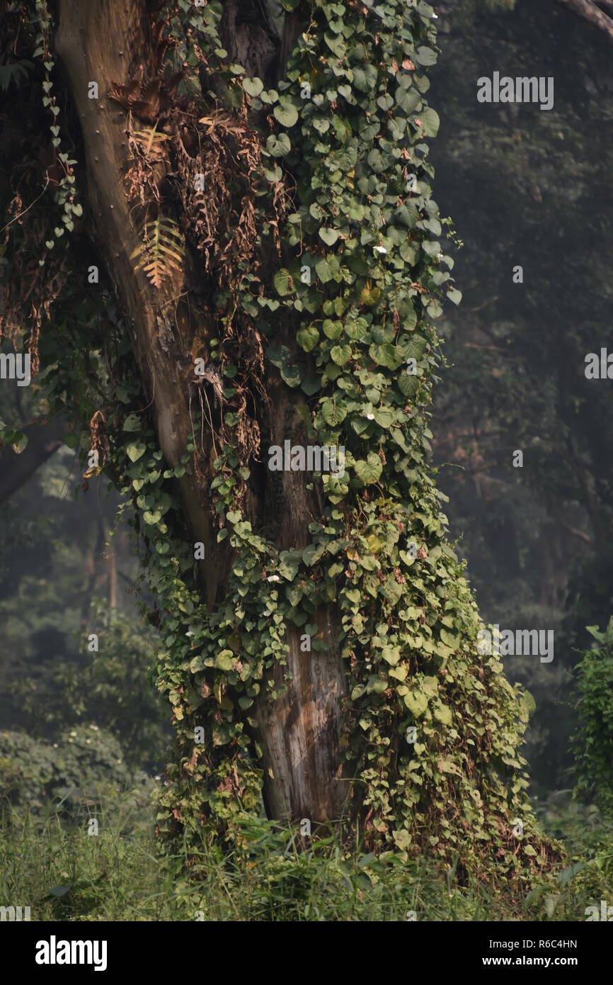 Climbing plants climb up a dead tree at the AJC Bose Indian Botanic ...