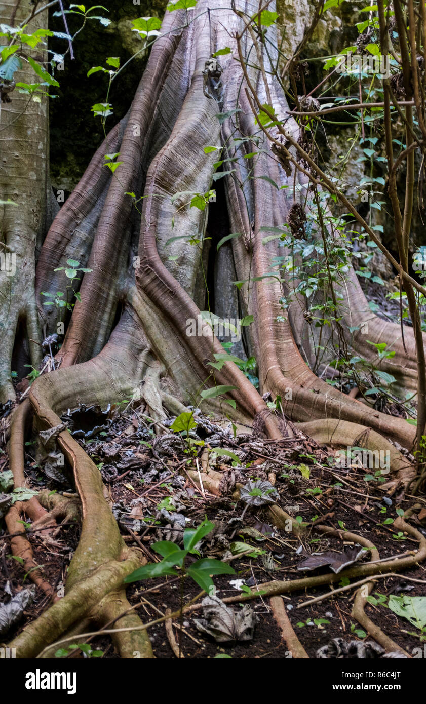 A walk through the lush jungle and limestone cliffs of Welchman Hall ...