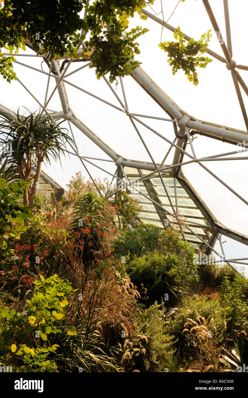 the biome forest inside the dome of the Eden Project Stock Photo - Alamy