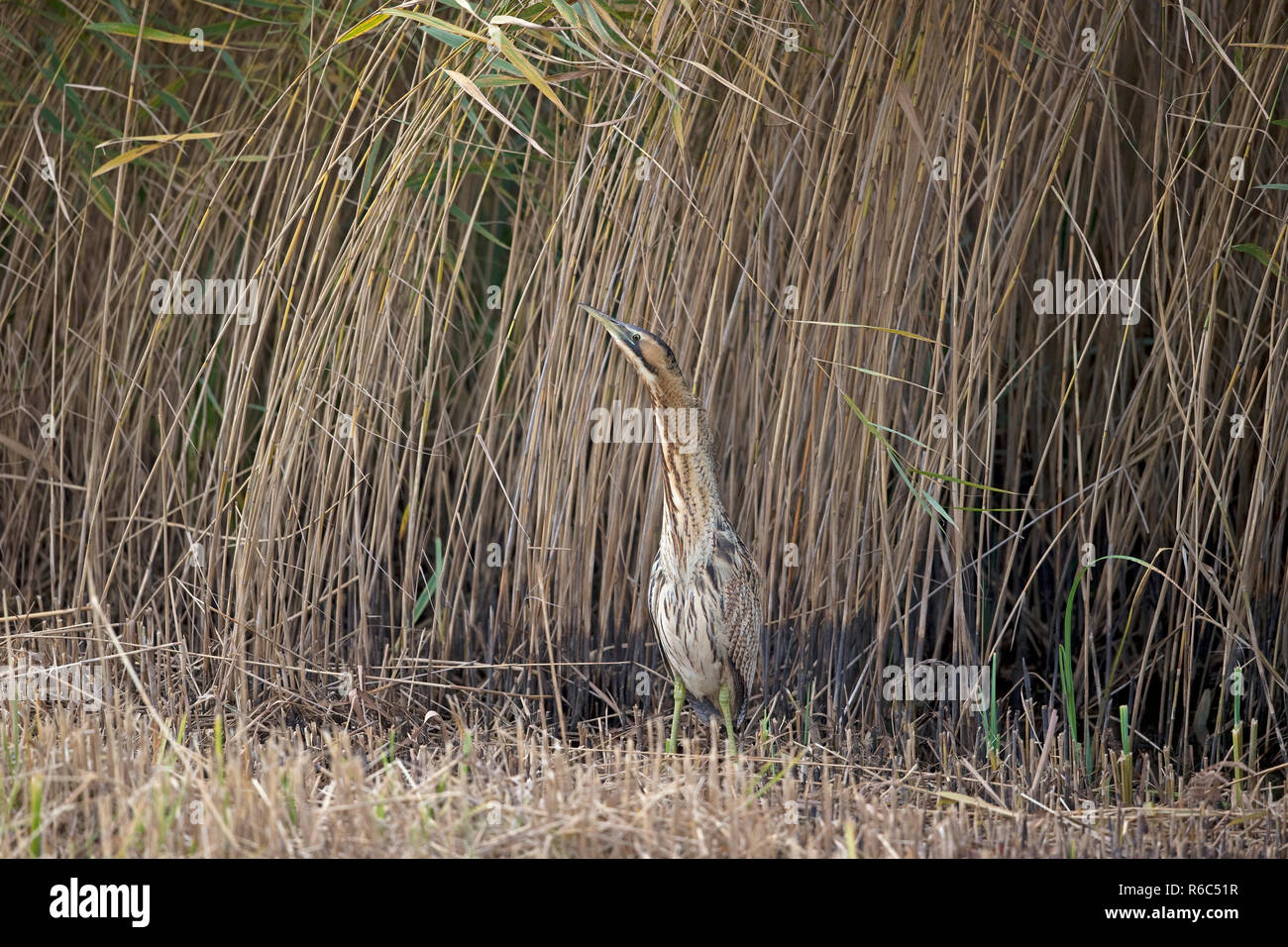 Bittern (Botaurus stellaris Stock Photo - Alamy