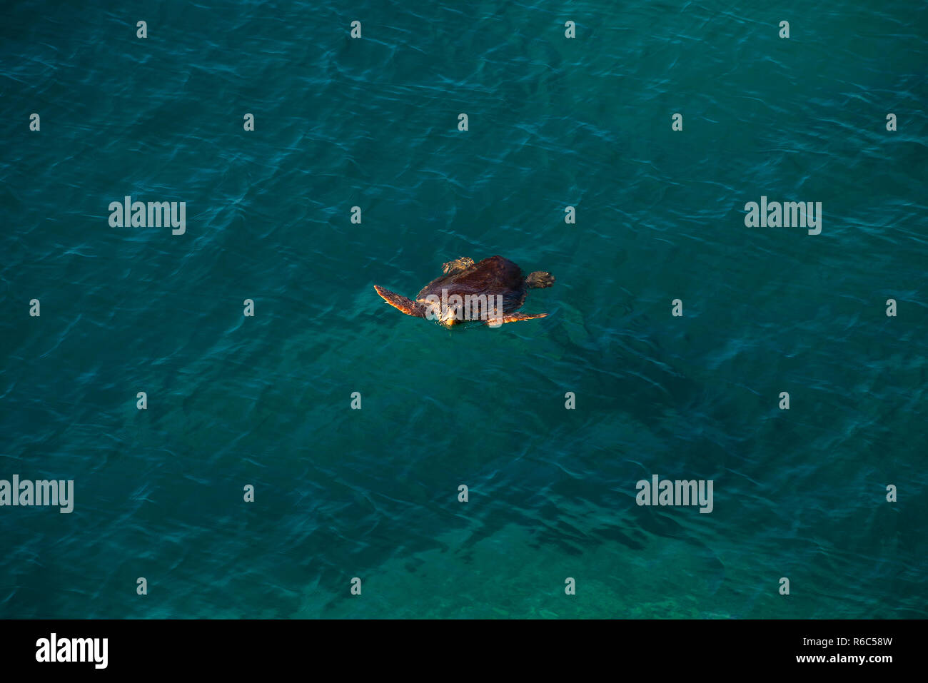 Big sea turtle in Mediterranean Sea swimming at the beach near Antalya ...