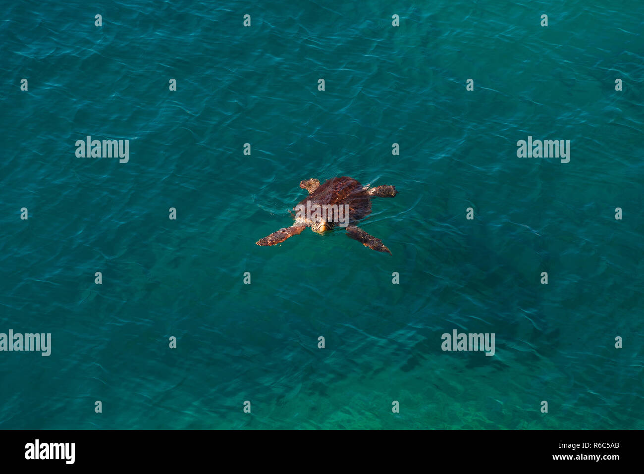 Big sea turtle in Mediterranean Sea swimming at the beach near Antalya ...