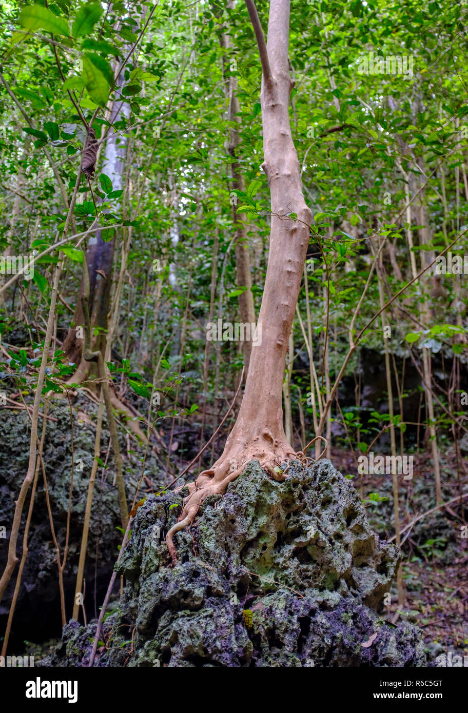 A walk through the lush jungle and limestone cliffs of Welchman Hall ...