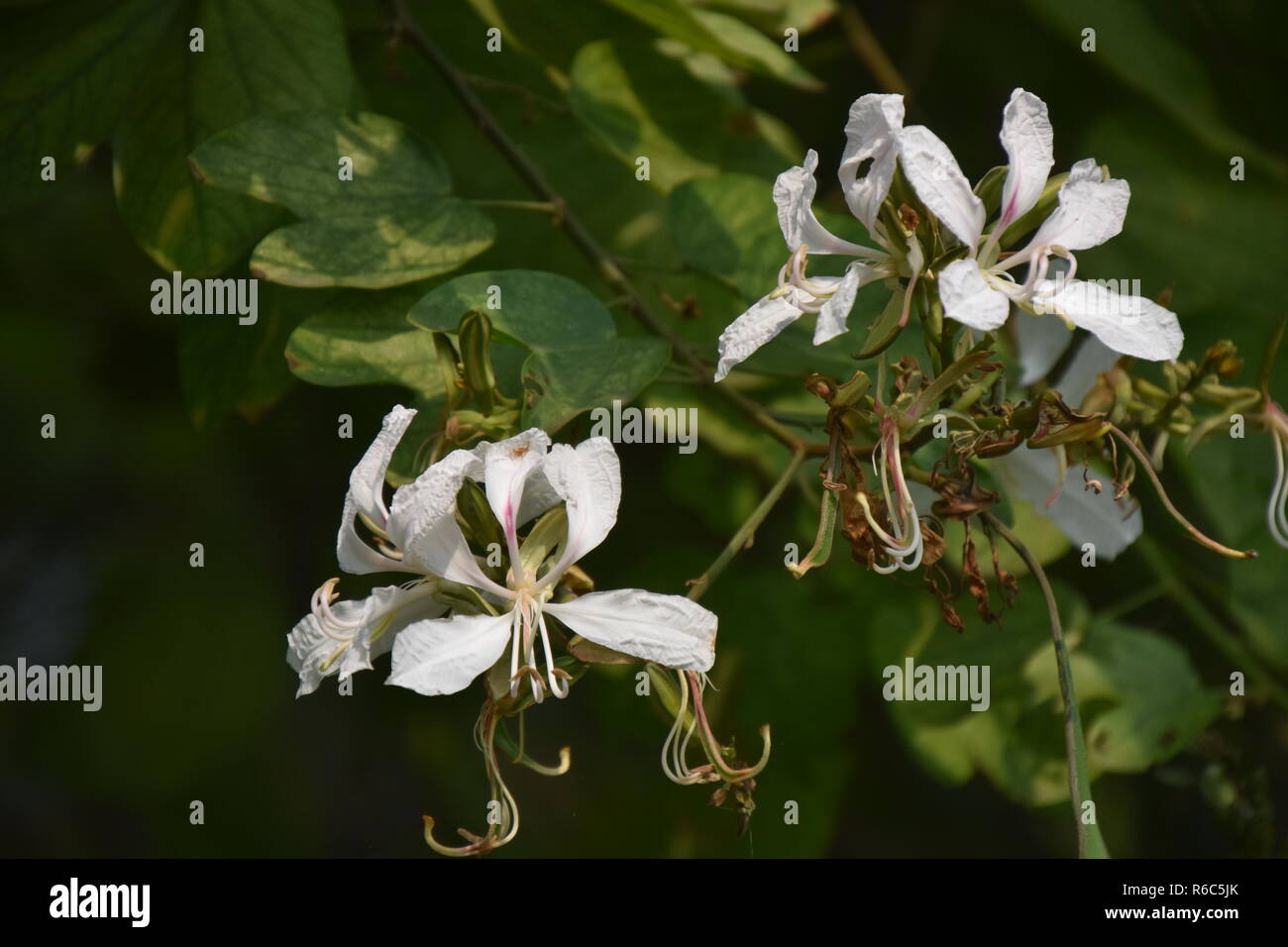 Bauhinia acuminata or White Orchid-tree flower at the AJC Bose Indian ...