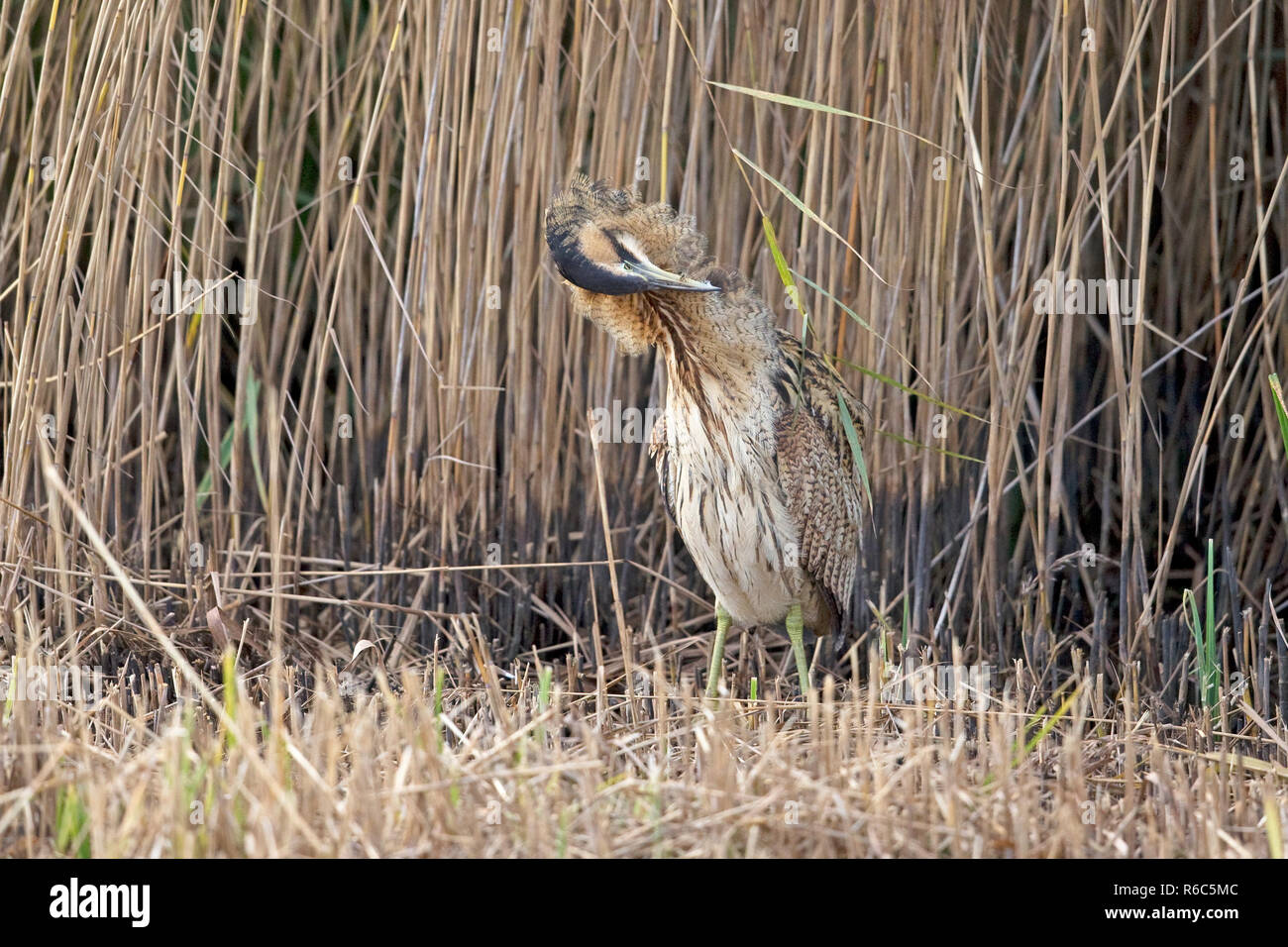 Bittern (Botaurus stellaris Stock Photo - Alamy