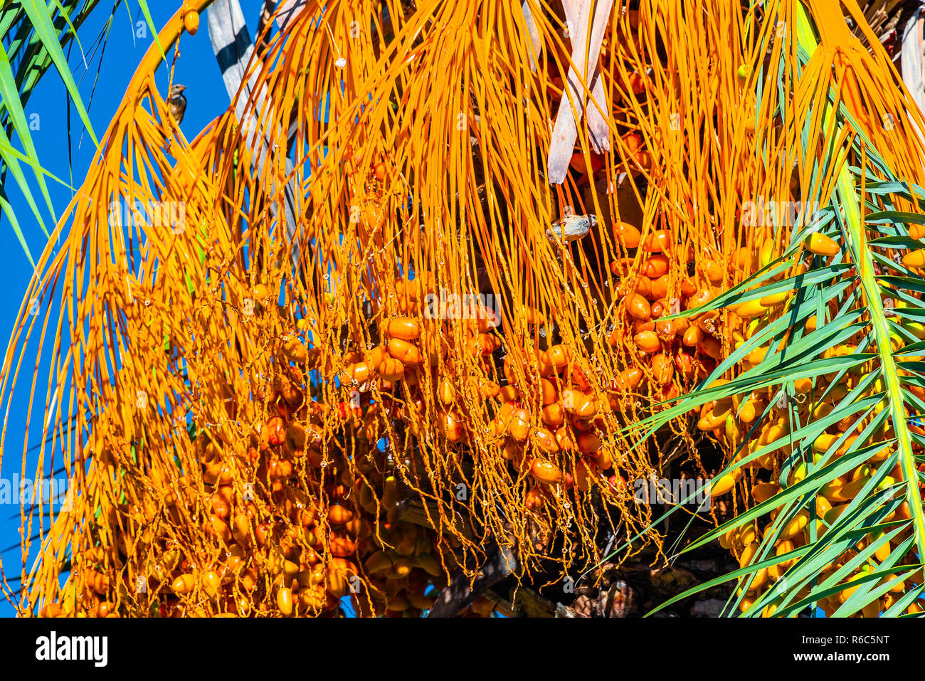 Beautiful date palm tree in front of blue sky with edible sweet fruits ...