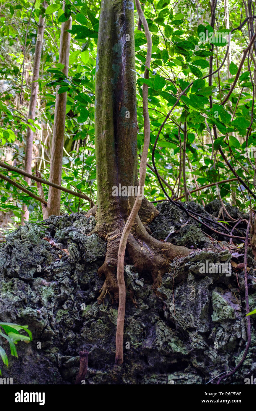 A walk through the lush jungle and limestone cliffs of Welchman Hall ...