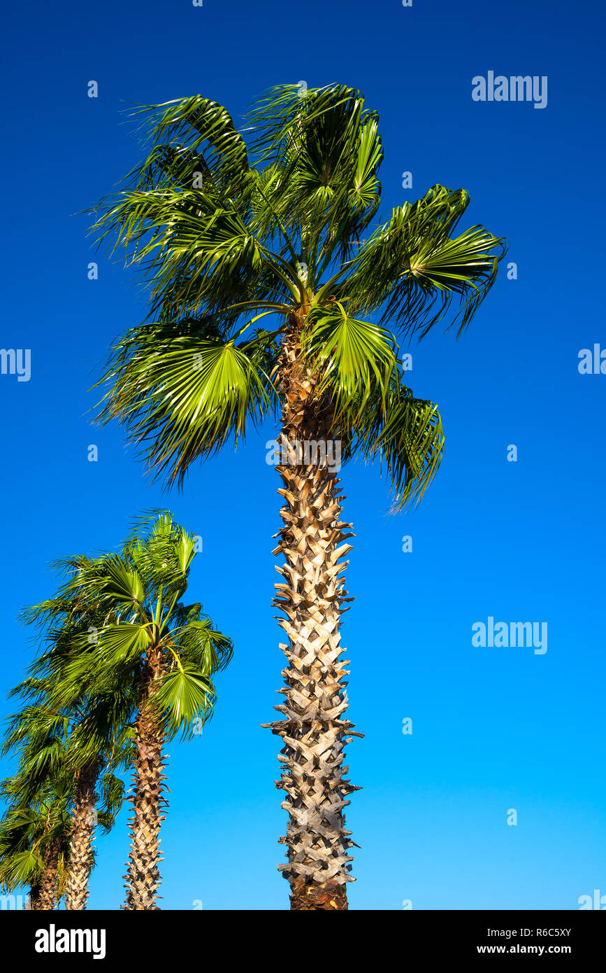 Beautiful date palm tree in front of blue sky with edible sweet fruits ...