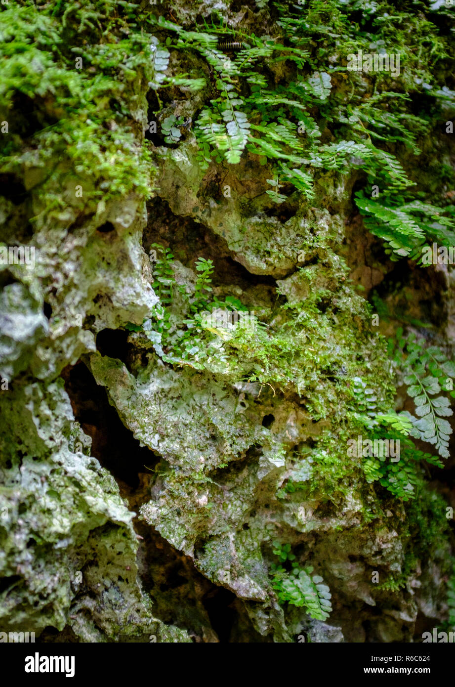 A walk through the lush jungle and limestone cliffs of Welchman Hall ...
