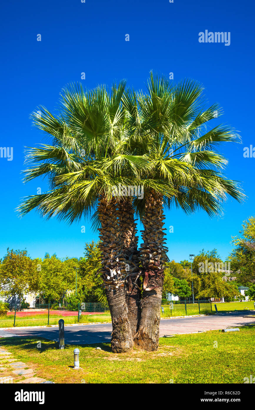 Beautiful date palm tree in front of blue sky with edible sweet fruits ...