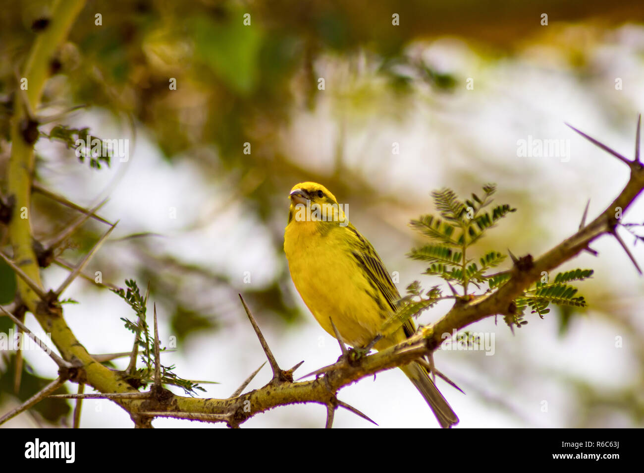 Weaver bird resting on a black acacia tree in Masai Mara Park in ...