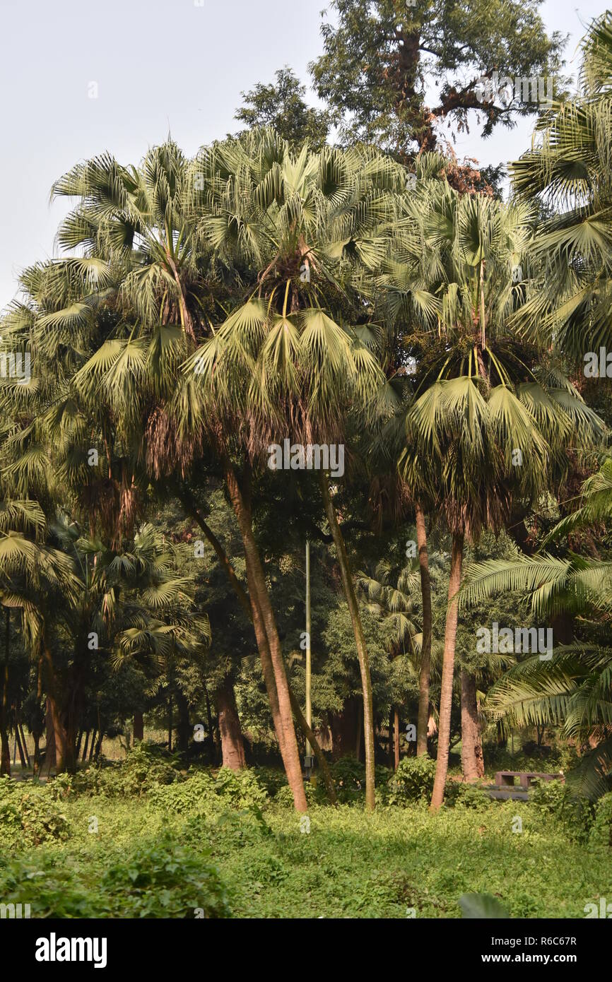 Beautiful tropical palm trees garden india hi-res stock photography and ...