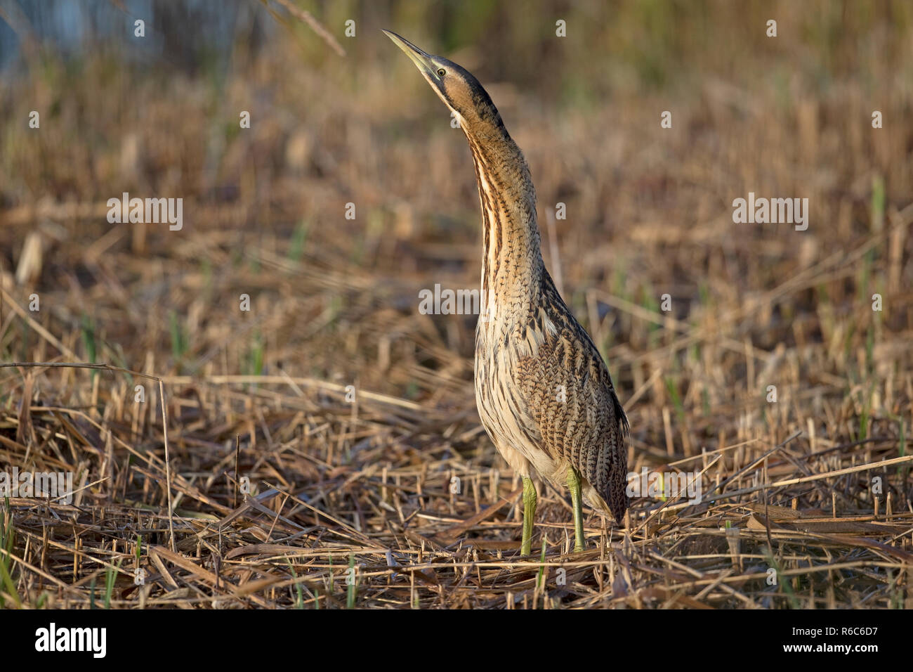 Bittern (Botaurus stellaris Stock Photo - Alamy