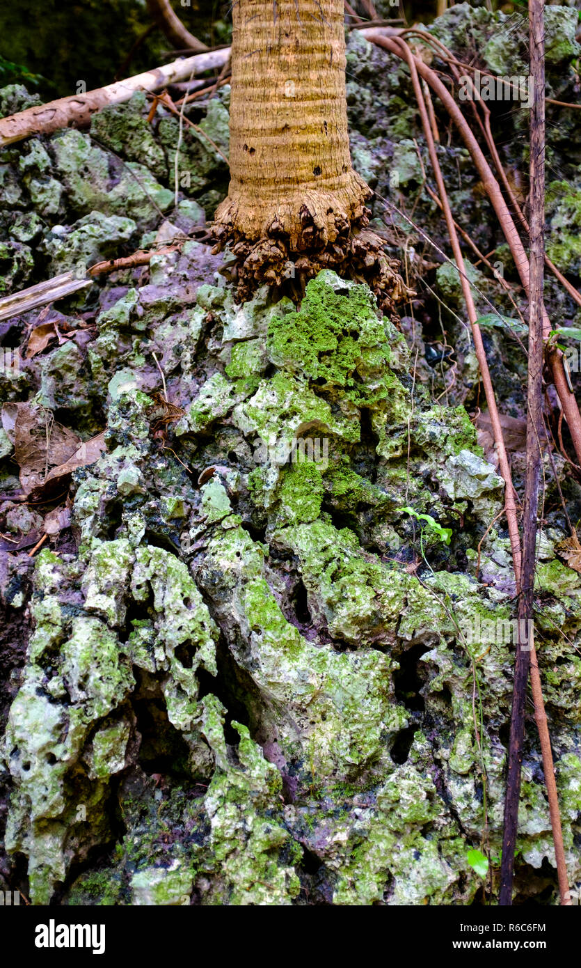 A walk through the lush jungle and limestone cliffs of Welchman Hall ...