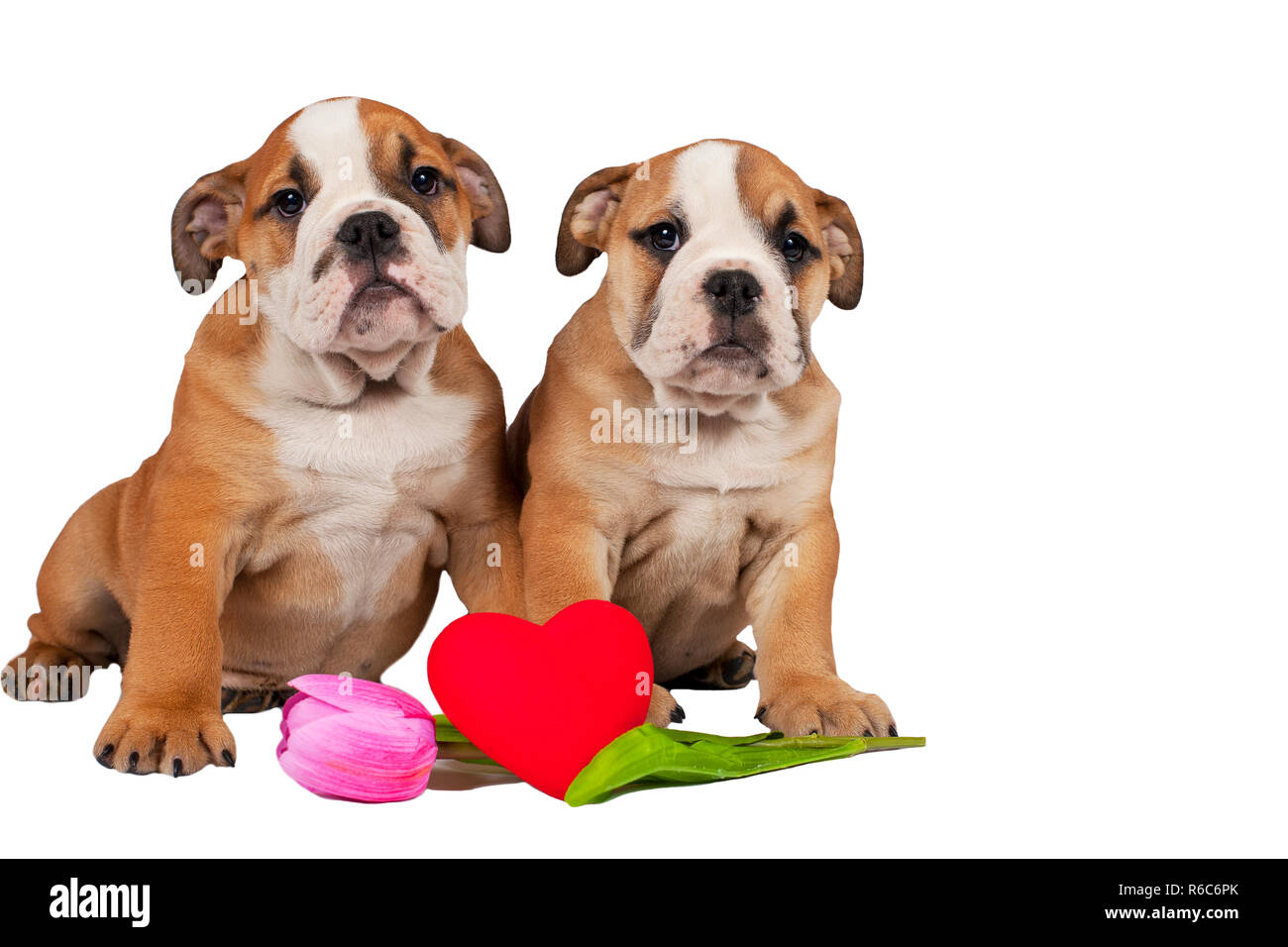 Two English bulldog puppies Stock Photo - Alamy